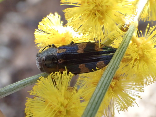 Melobasis nobilitata · iNaturalist