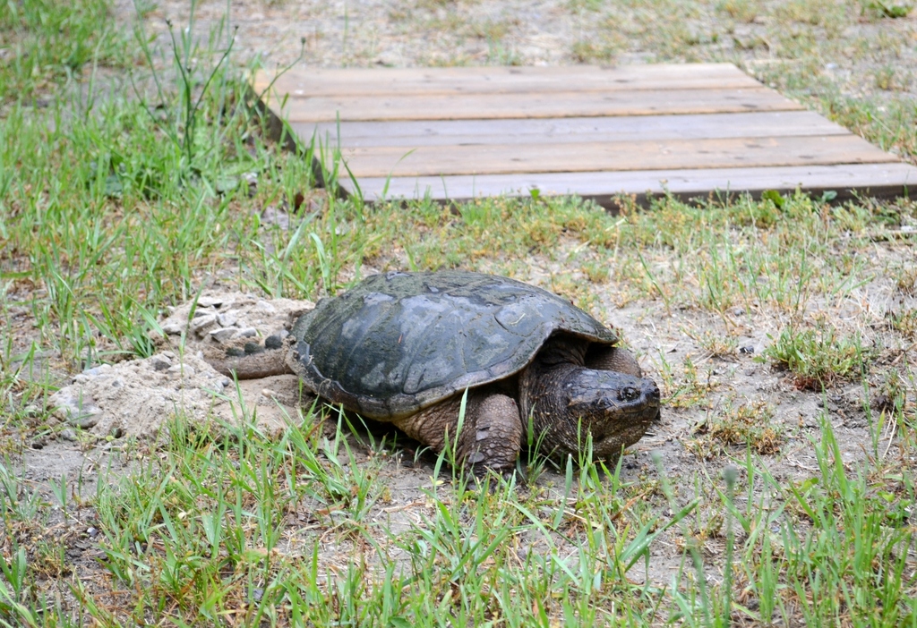 Common Snapping Turtle in June 2014 by Killarney Provincial Park. A ...