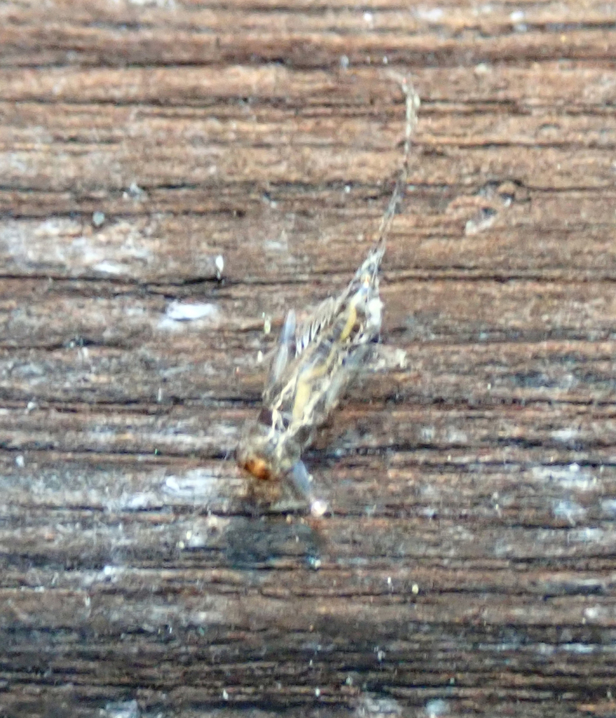 Mayflies from Humboldt County, CA, USA on August 31, 2020 at 06:25 PM ...