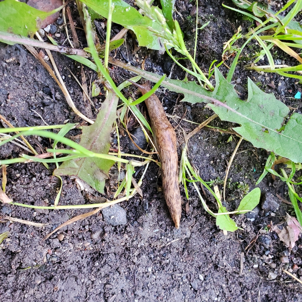 Milky Slug from Thompson, MB, Canada on September 2, 2020 by bee_happy ...