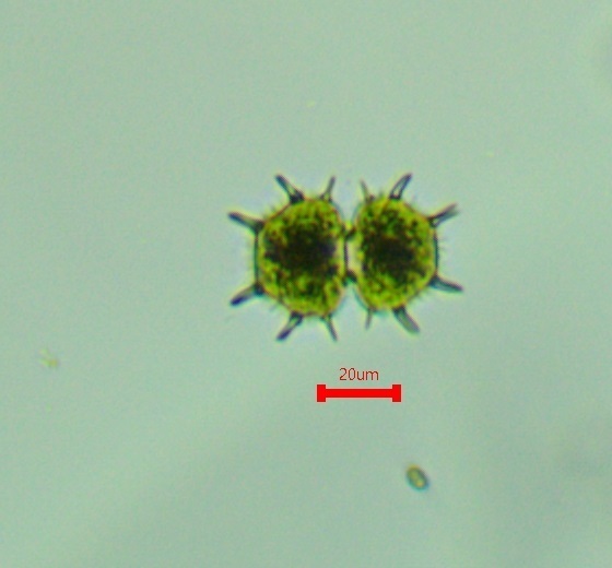 Xanthidium cristatum from Pratt Pond, Mason, NH, Ηνωμένες Πολιτείες on ...