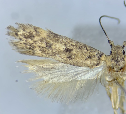 Bryotropha branella · iNaturalist