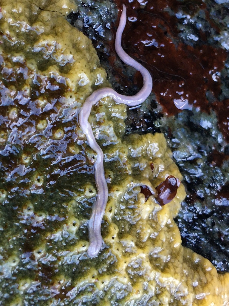Purple Ribbon Worm from Queen Charlotte Sound, BC, CA on September 02 ...