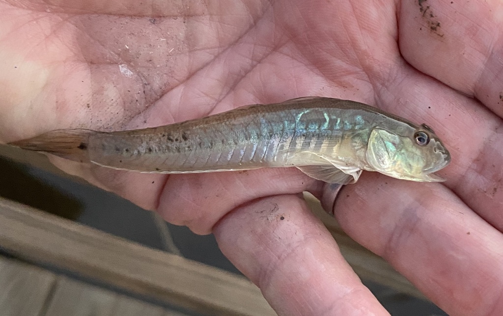 Highfin Goby from Yachtsman Dr, Mount Pleasant, SC, US on September 2 ...