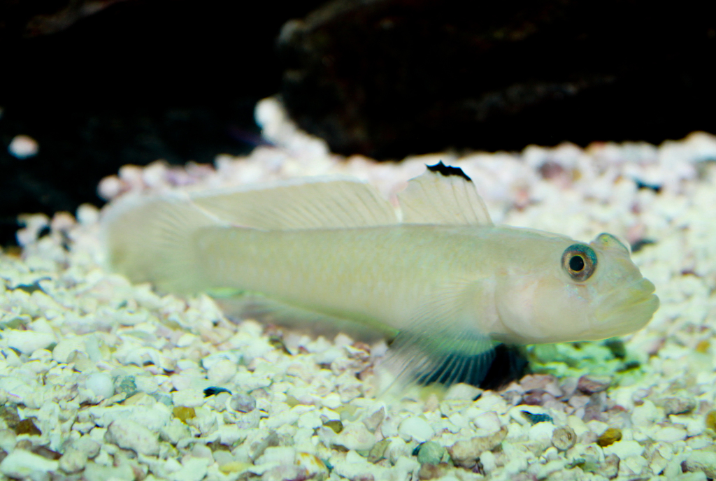 Crested goby (California Academy of Sciences, Rocky Reef Exhibit ...