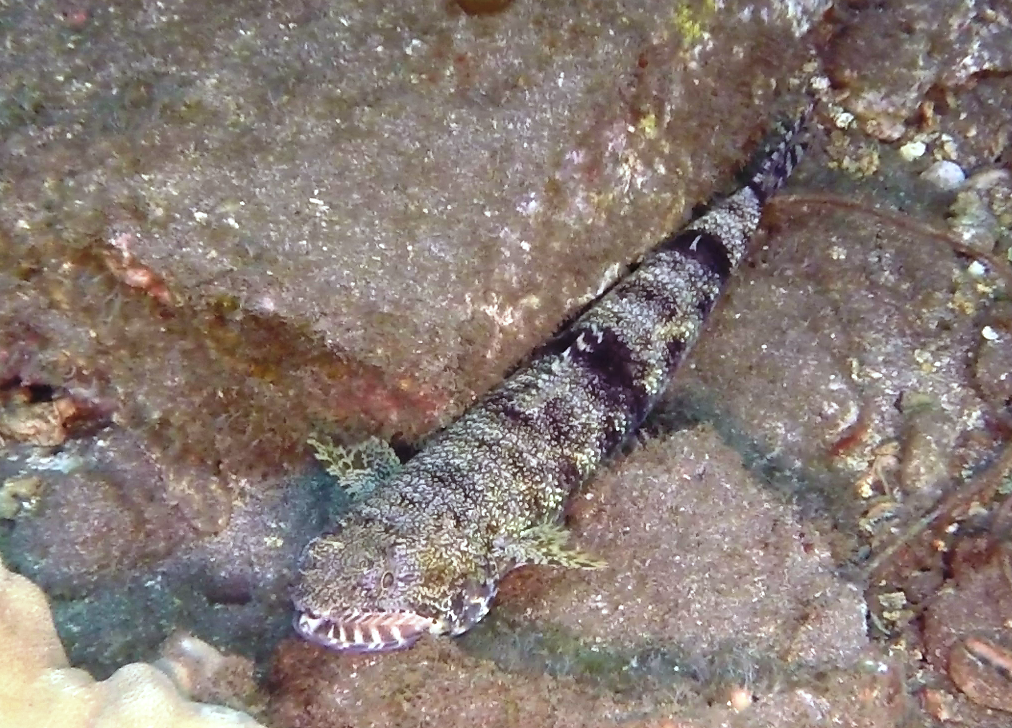 Slender Lizardfish (Reef Fish of the Hawaiian Islands) · iNaturalist