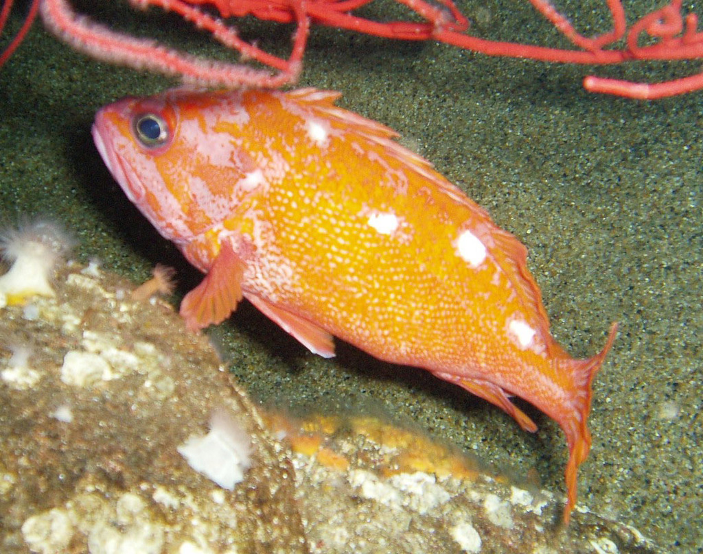 rocote rosado (California Academy of Sciences, Rocky Reef Exhibit ...