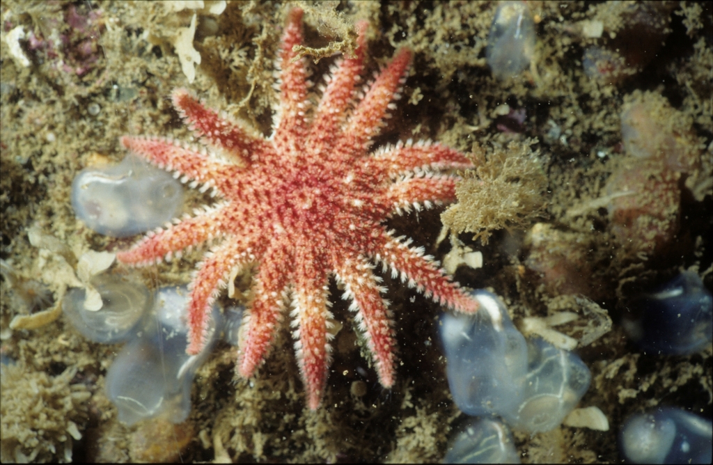 Common Sun Star (California Academy of Sciences, Rocky Reef Exhibit ...