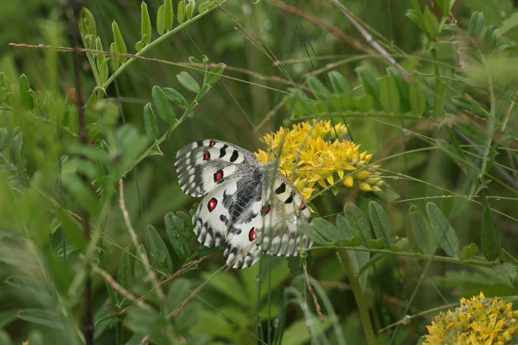 Nomion Apollo from 百花山 on July 8, 2012 at 12:21 PM by sunwenhao90 ...