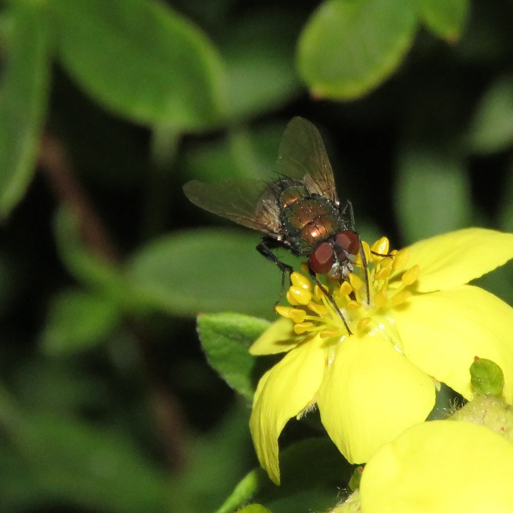 Common European Greenbottle Fly from Air Ronge, SK, Canada on August 29 ...