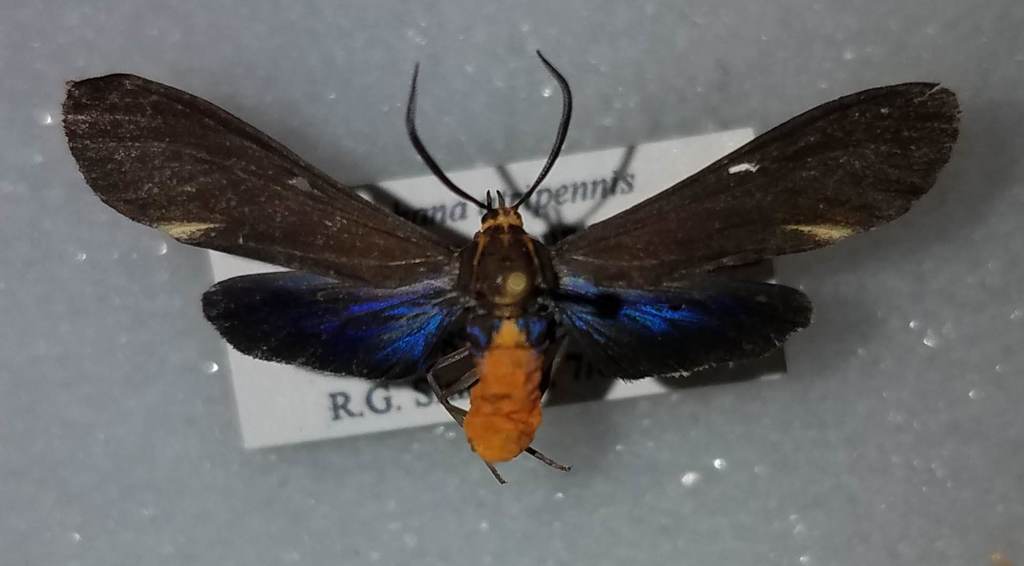 Black-winged Dahana Moth from Fort Johnson Rd, Charleston, SC 29412 ...