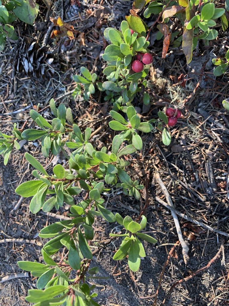 bearberry from The Mount Baker-Snoqualmie National Forest, Ashford, WA ...