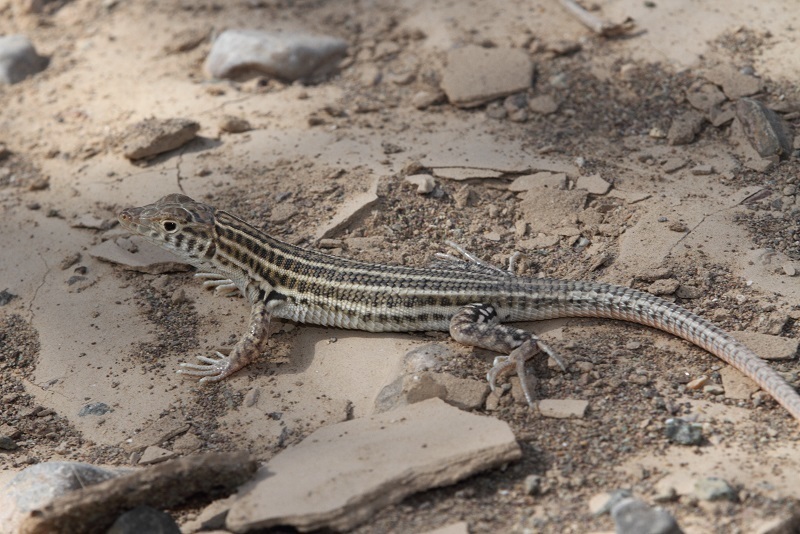 Arnold's Fringe-fingered Lizard from Ad Dakhiliyah ‍Governorate, Oman ...