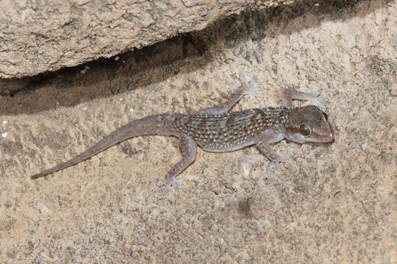 Jebel Akhdar Half-toed Gecko from Ad Dakhiliyah ‍Governorate, Oman on ...