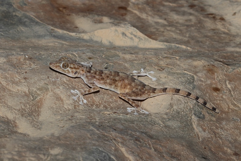 Eastern Arabian Fan-toed Gecko from Ad Dakhiliyah ‍Governorate, Oman on ...