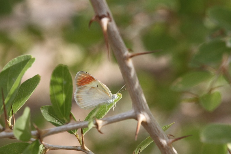 Colotis evagore evagore from Ad Dakhiliyah ‍Governorate, Oman on June ...
