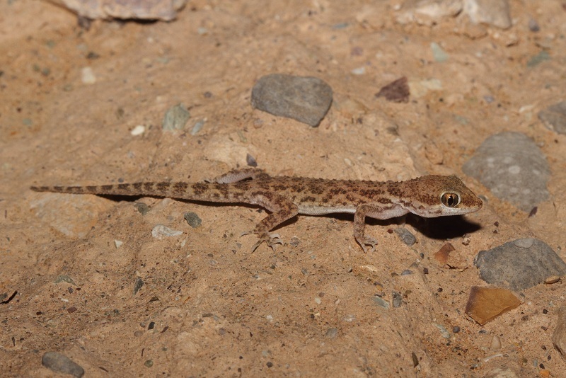 Southern Tuberculated Gecko from Ad Dakhiliyah ‍Governorate, Oman on ...