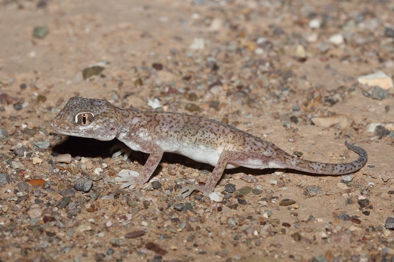 Eastern Sand Gecko from al saleel national park on March 4, 2013 by ...