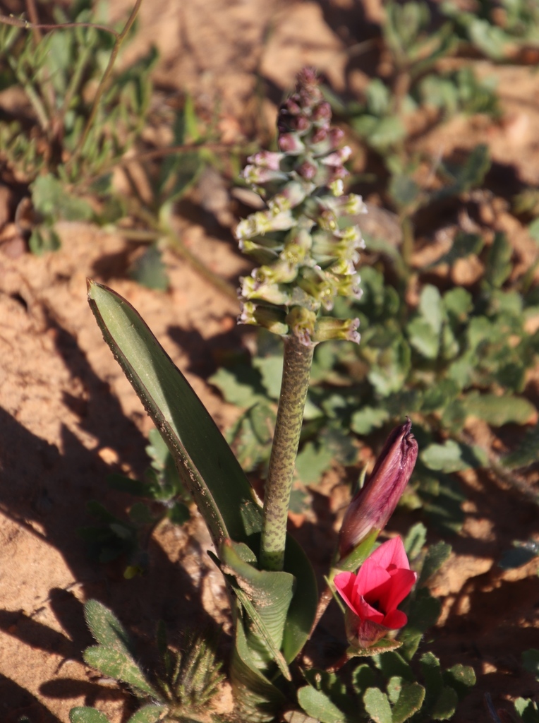 Drab Viooltjie from Road south of Nieuwoudtville at fork on August 23 ...