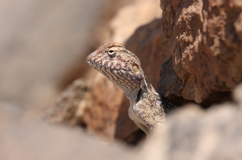 Dhofar Desert Agama from Dhofar Governorate, Oman on January 27, 2015 ...