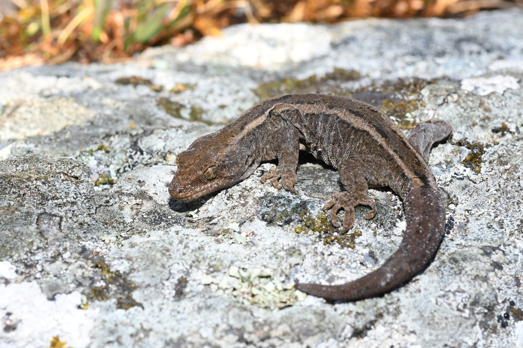Waitaha Gecko (Lizards of Aotearoa ) · iNaturalist
