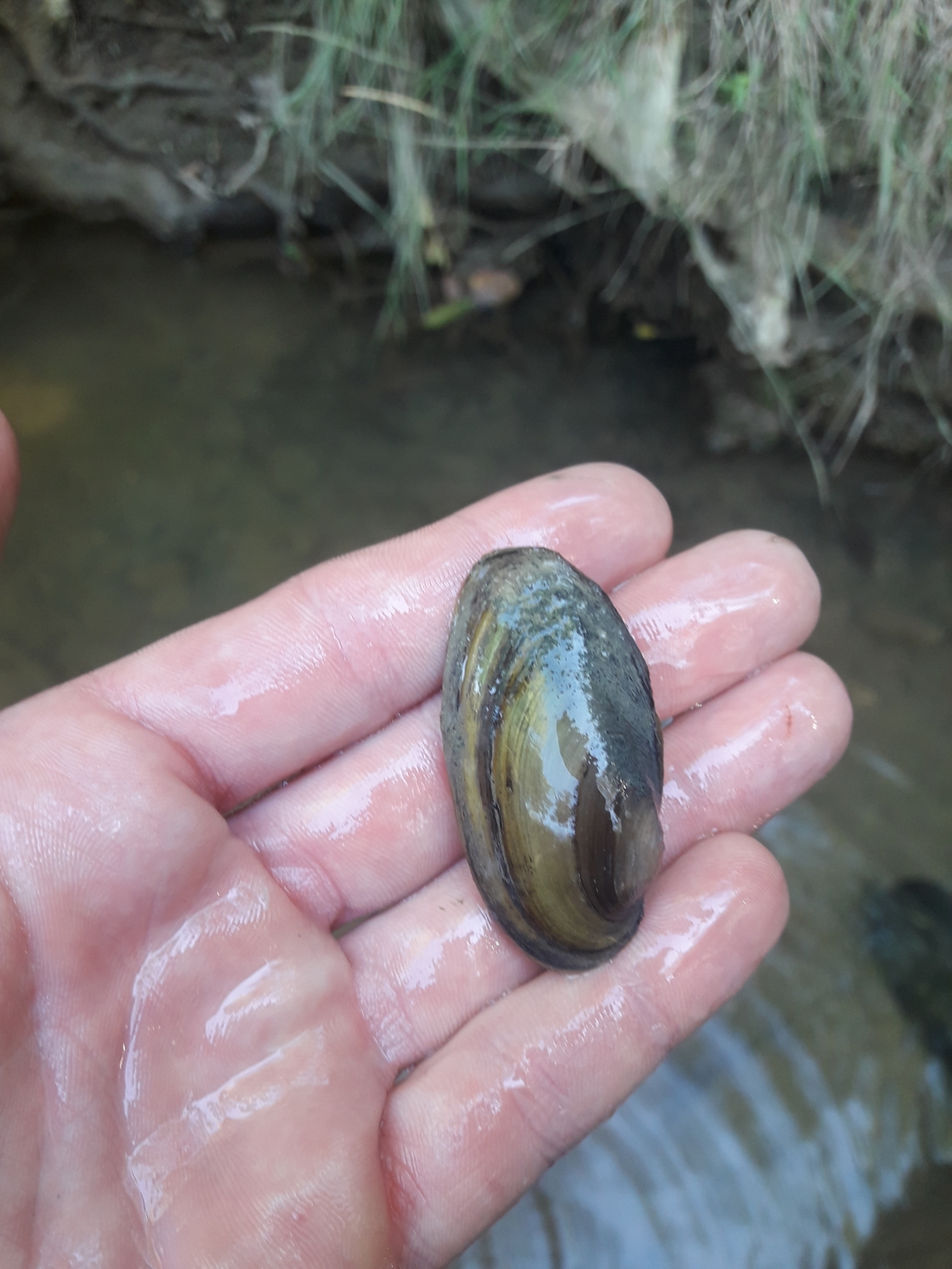 Unio mancus Lamarck, 1819