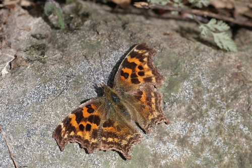 Giant Comma (Polygonia gigantea) · iNaturalist United Kingdom