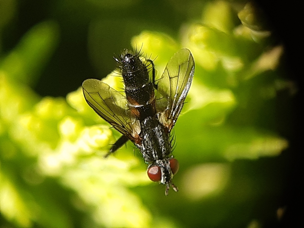 Bot Flies, Blow Flies, and Allies from Çankaya on September 3, 2020 at ...
