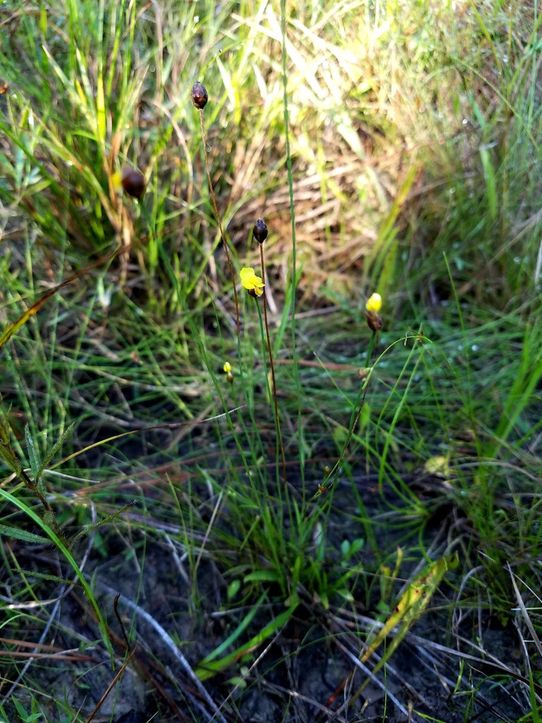 Curtiss's yellow-eyed grass from Hardin County, TX, USA on July 20 ...