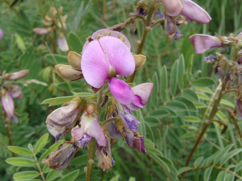 (Tephrosia nicaraguensis) - Botanical Realm