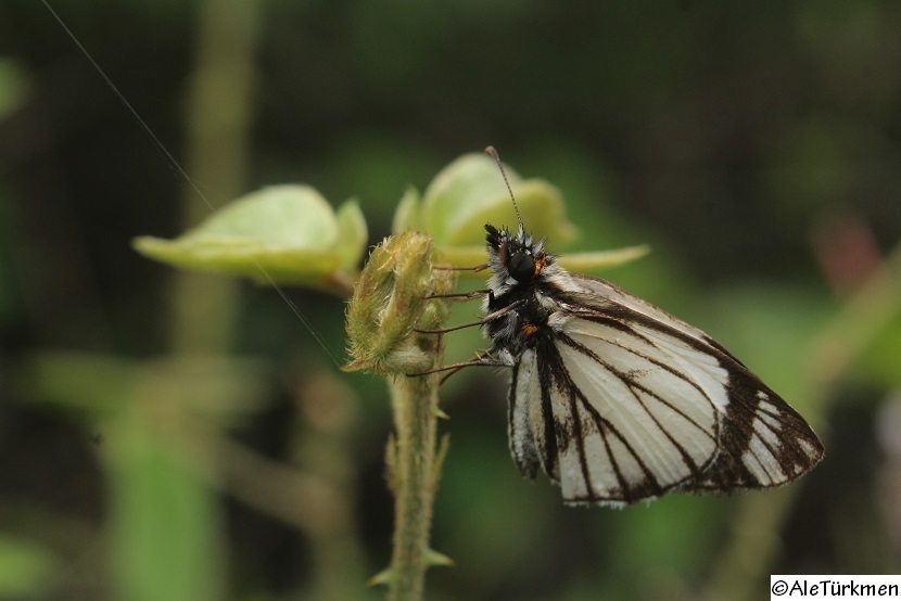Alana White-Skipper (Florianopolis - Insects - Lepidoptera) · iNaturalist