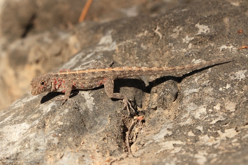 Rock Geckos from Dhofar Governorate, Oman on January 31, 2015 by ...