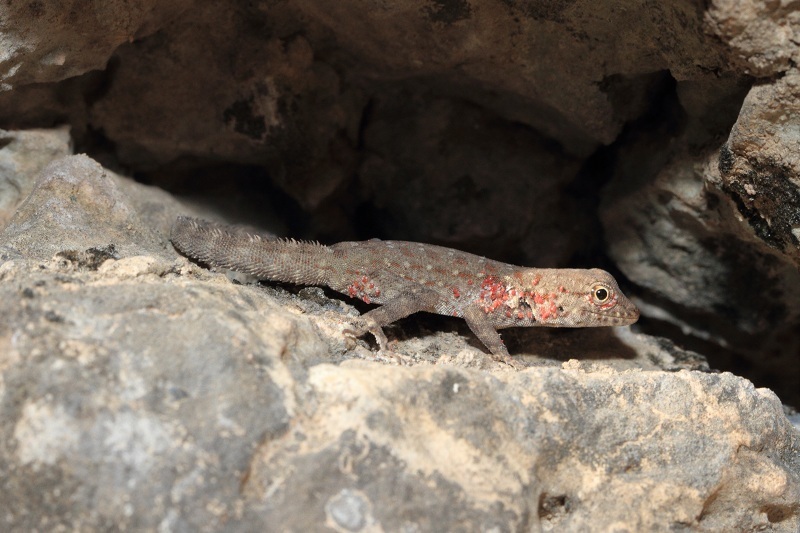Pristurus rupestris guweirensis from Dhofar Governorate, Oman on ...