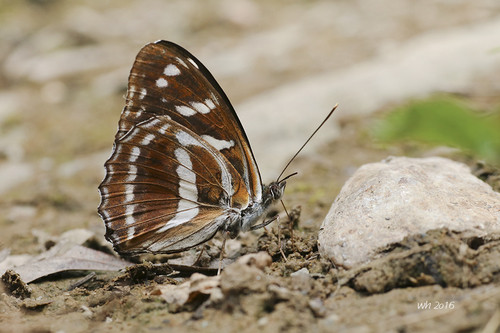 Athyma recurva · iNaturalist