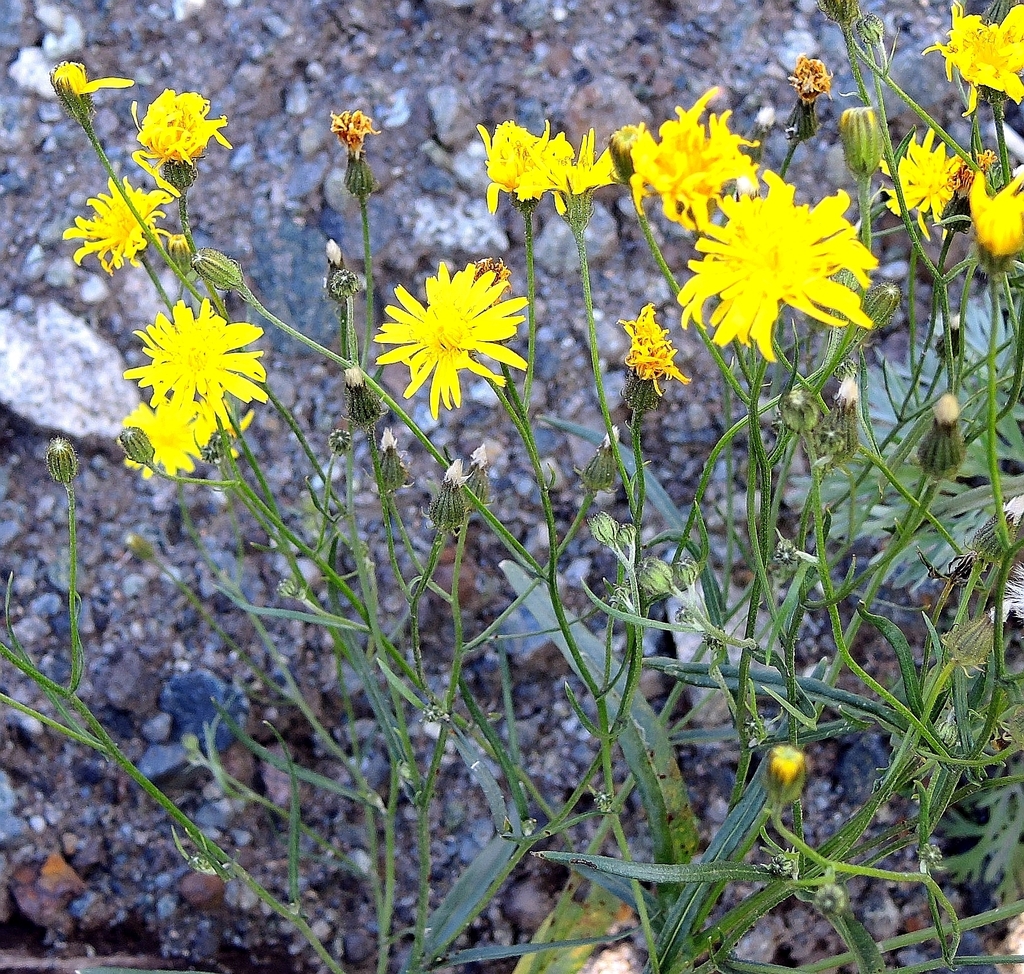 narrow-leaved hawksbeard from Нижний Тагил, Свердловская обл., Россия ...