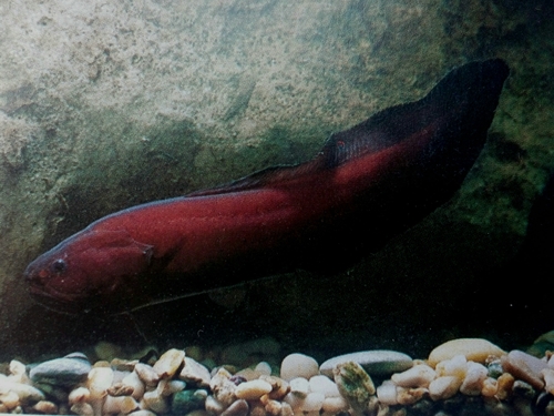 Subfamily Bythitinae · iNaturalist