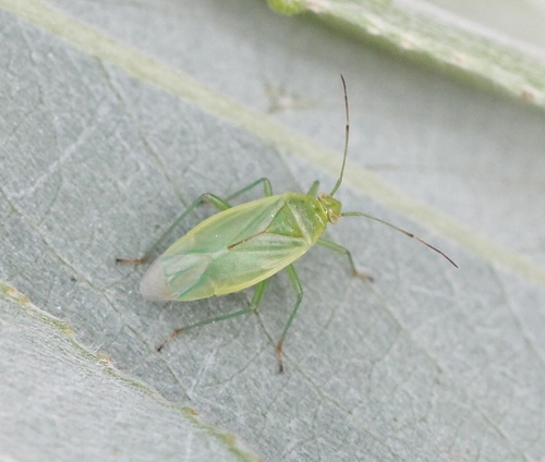 Apple Capsid (Lygocoris rugicollis) · iNaturalist United Kingdom