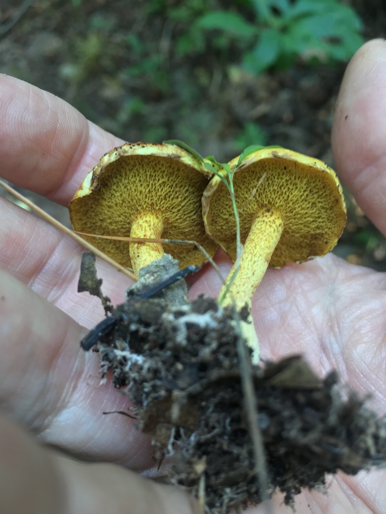 Chicken Fat Mushroom from High Rock Park, Staten Island, NY, USA on ...