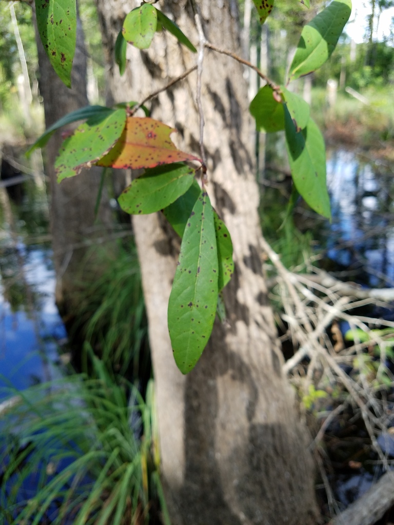 Swamp tupelo from Hardin County, TX, USA on July 20, 2017 at 10:02 AM ...