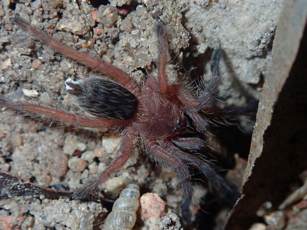 Dolichothele rufoniger in June 2020 by Tsssss · iNaturalist