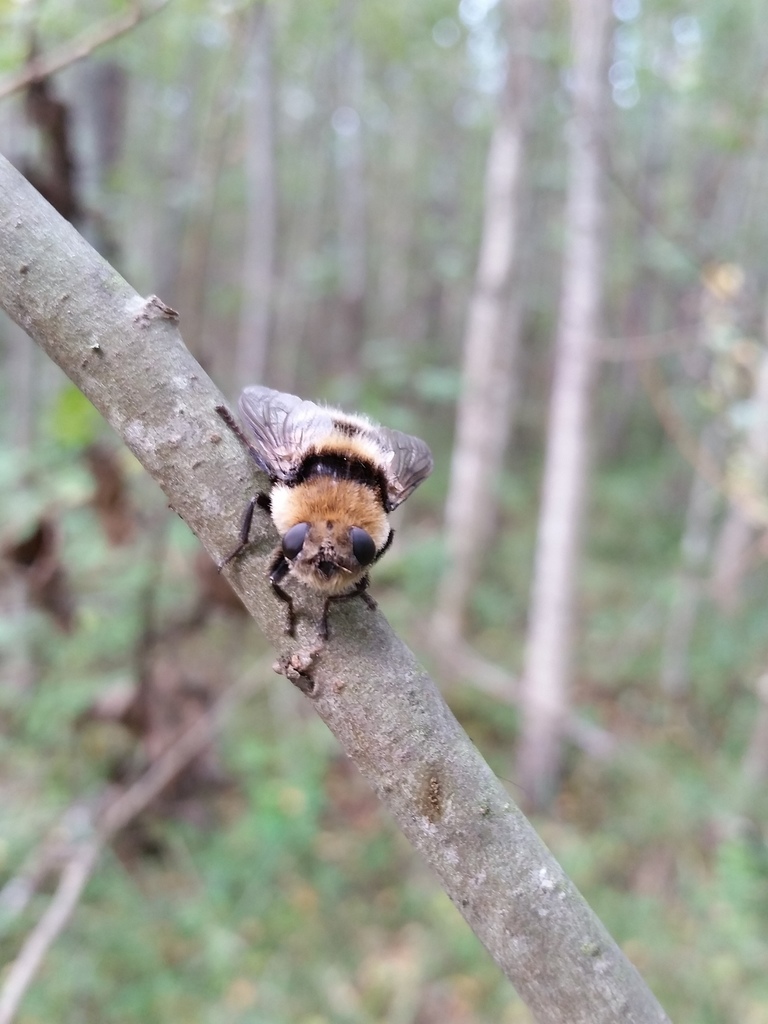 Cephenemyia ulrichii from Старорусский р-н, Новгородская обл., Россия ...