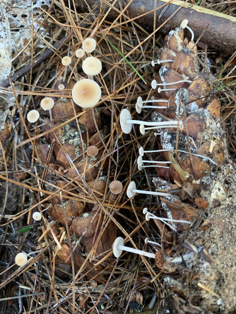 Conifercone Cap from Rome Sand Plains Unique Area, Rome, NY, US on ...