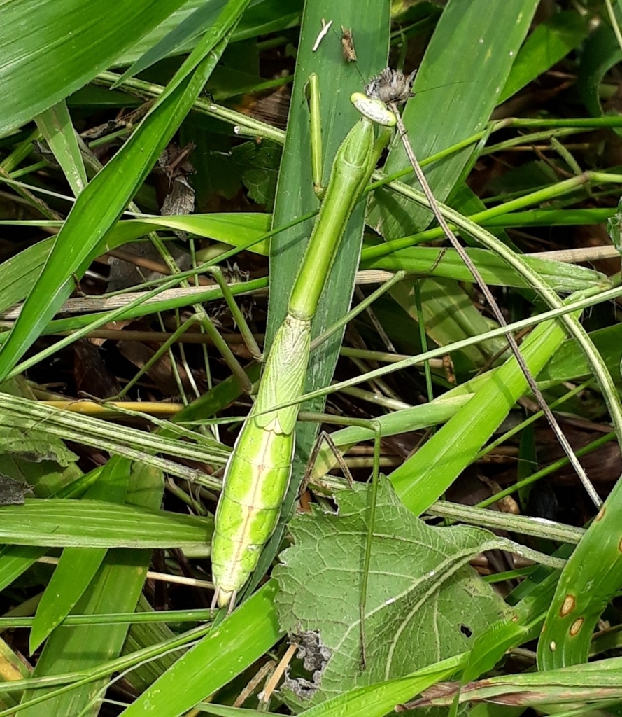 Phasmomantis sumichrasti from finca la Gracia on September 2, 2020 at 11:35 AM by Heidi Pasch de ...