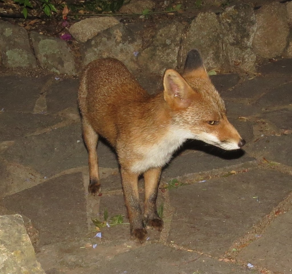Sardinian Red Fox (Vulpes vulpes ichnusae) - Know Your Mammals