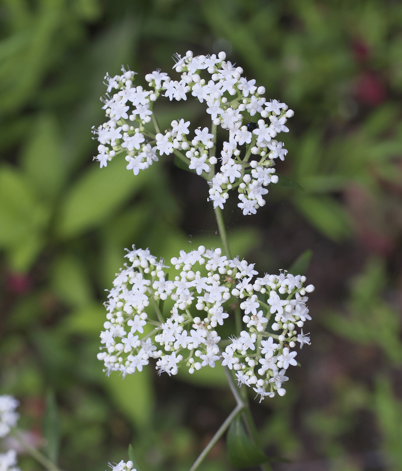 Patrinia villosa (Thunb.) Juss.