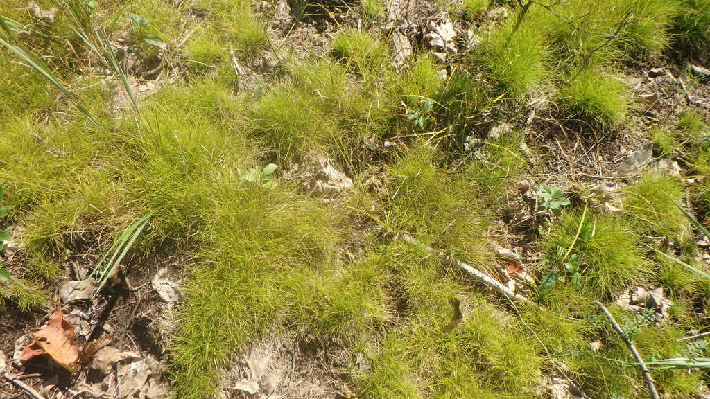 ebony sedge from Brown County, WI, USA on August 29, 2020 at 10:56 AM ...