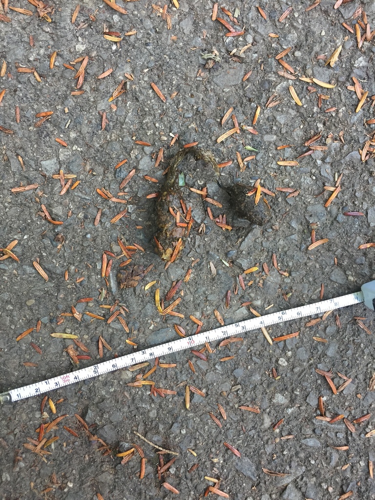 Red Fox from Alderwood, Toronto, ON, CA on September 3, 2020 at 10:55 ...