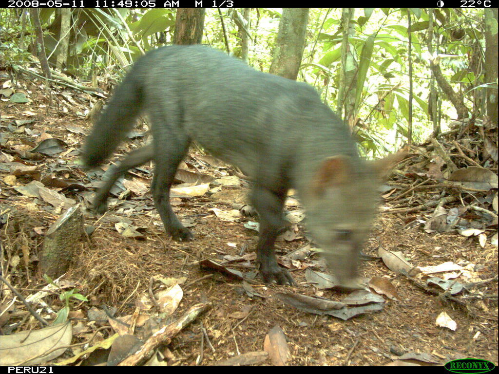 Short-eared Dog (Atelocynus microtis) - Know Your Mammals