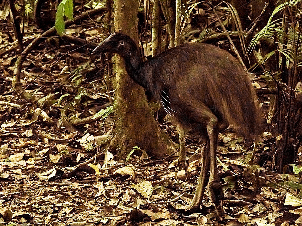 Dwarf Cassowary (Casuarius bennetti) - Avian Discovery