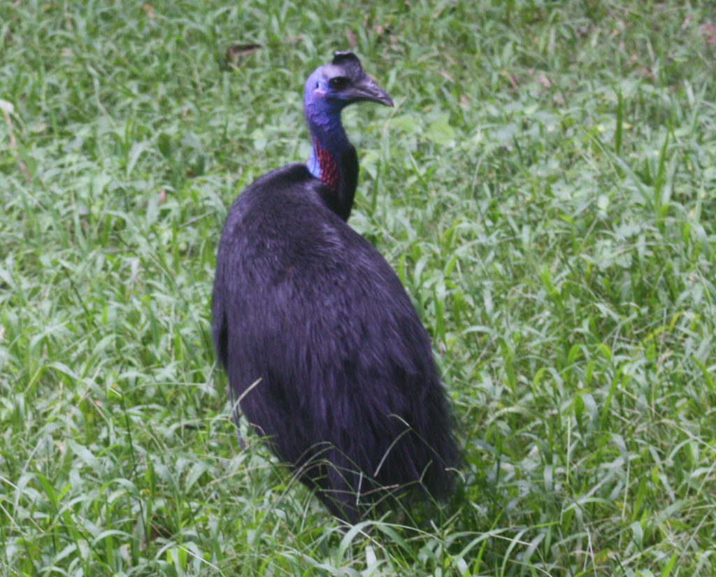 Dwarf Cassowary (Casuarius bennetti) - Avian Discovery